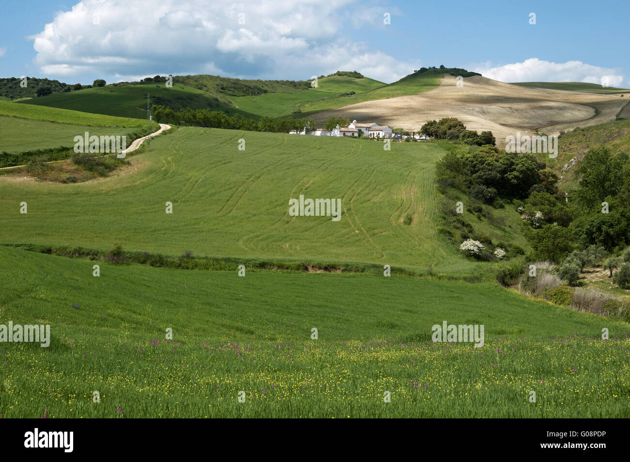 Hilly green landscape, Andalusia, Spain Stock Photo - Alamy