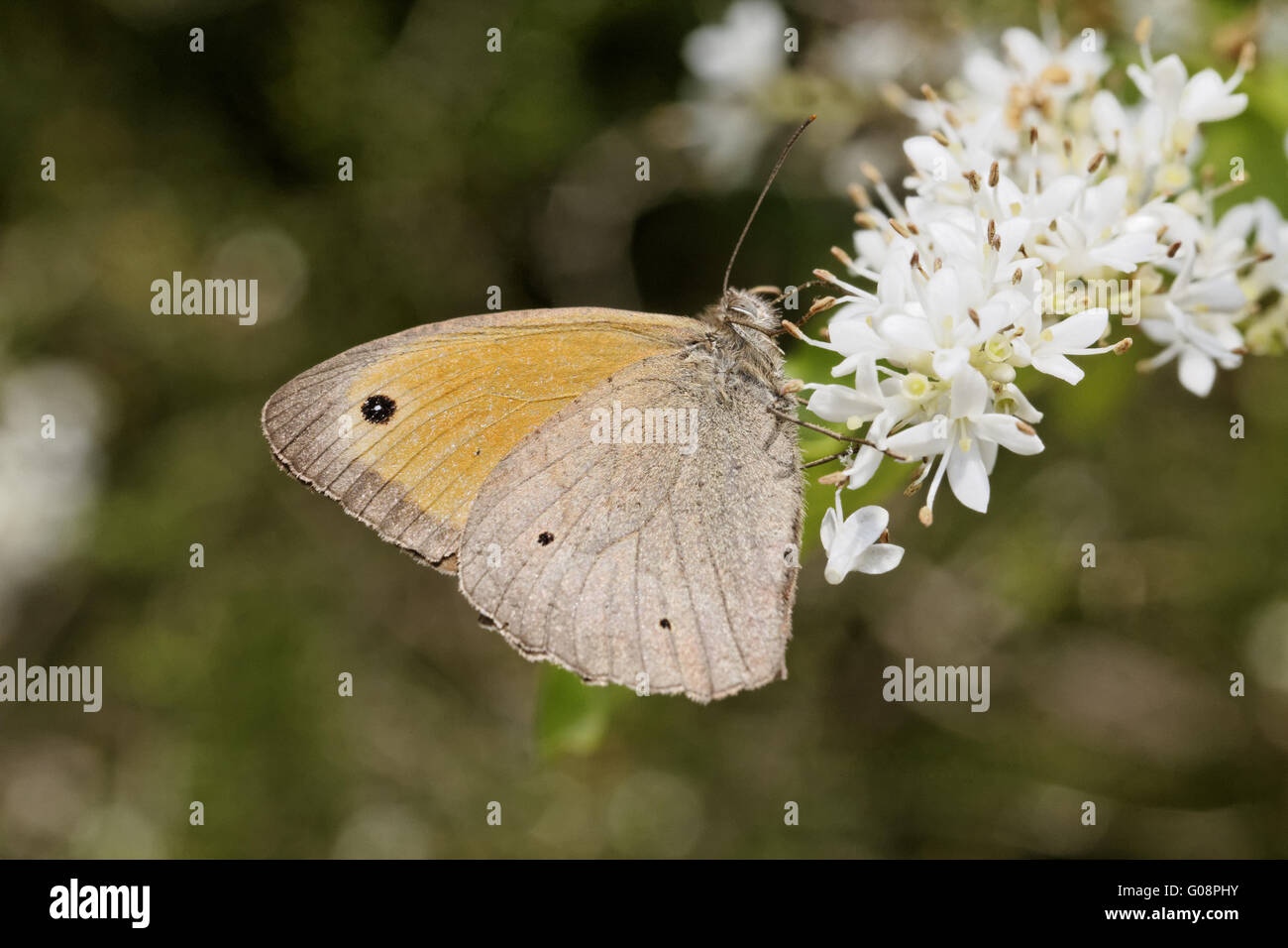 Maniola jurtina, Meadow Brown butterfly (male Stock Photo - Alamy