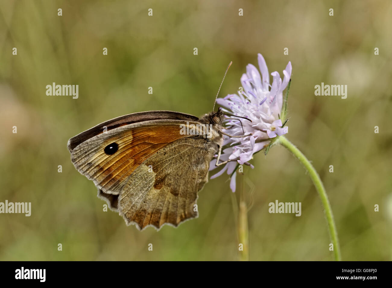 Maniola jurtina, Meadow Brown butterfly (female Stock Photo - Alamy
