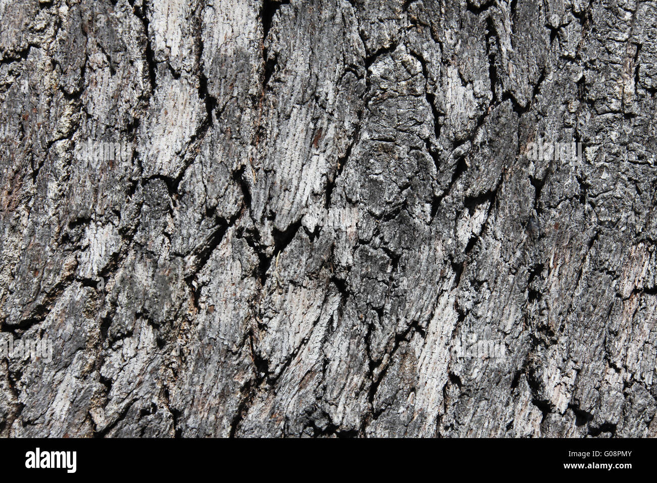Yellow pine bark hi-res stock photography and images - Alamy