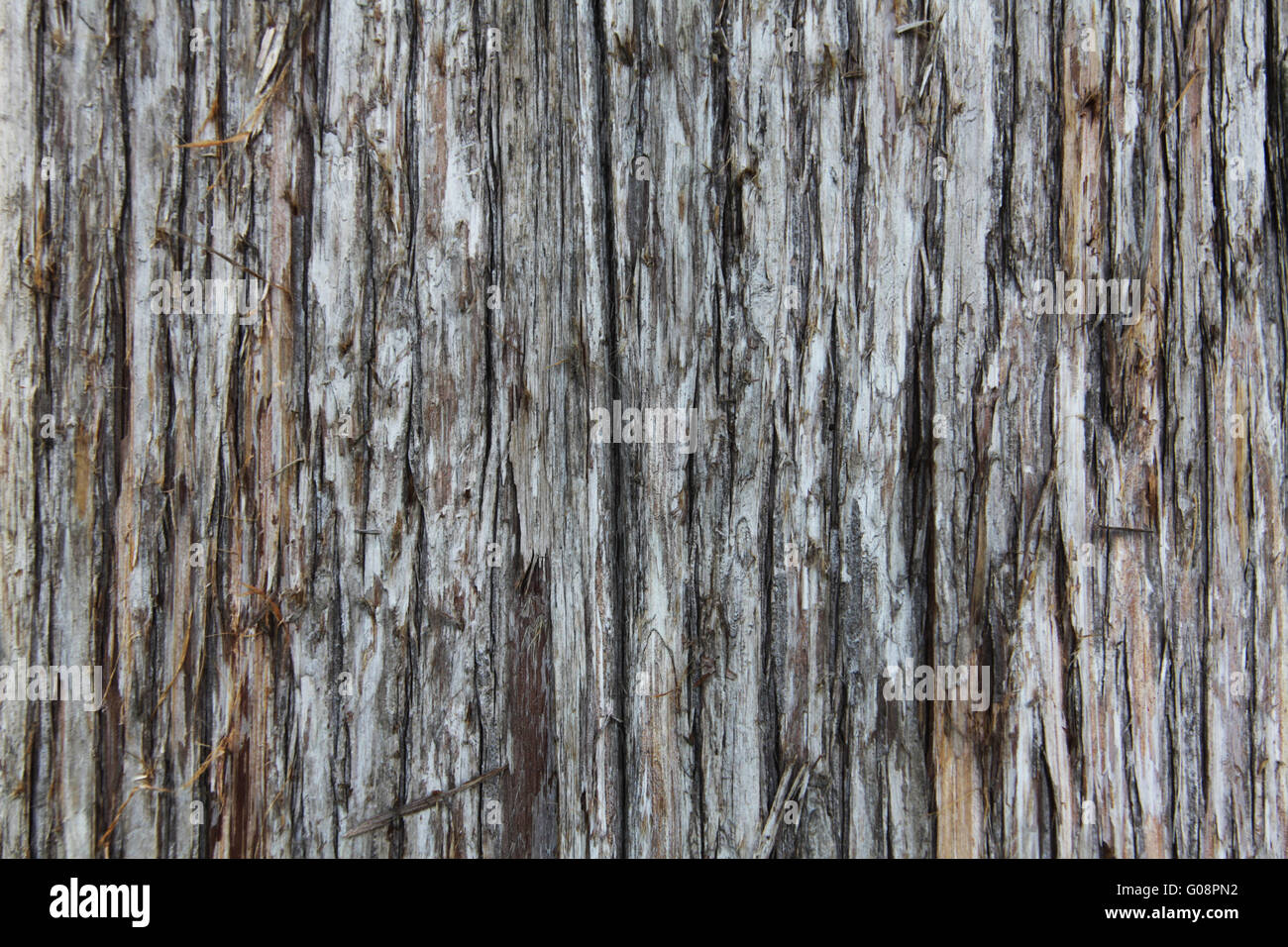 Bole bark stem trunk hi-res stock photography and images - Alamy