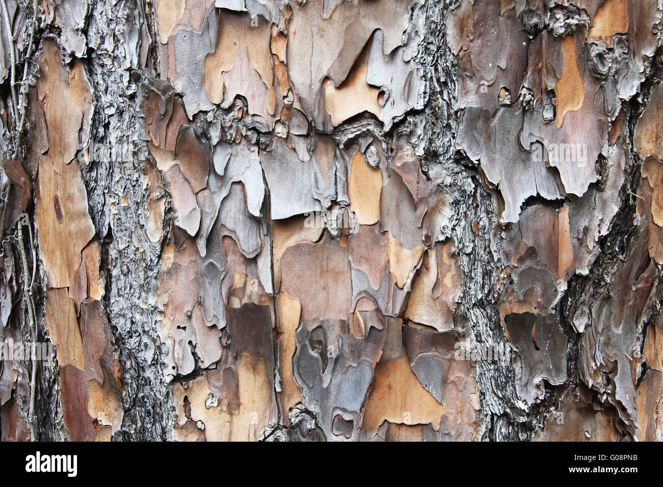 Bark of an oak tree hi-res stock photography and images - Alamy