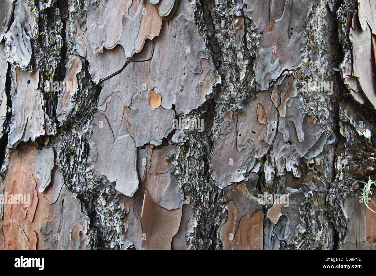 Yellow pine bark hi-res stock photography and images - Alamy