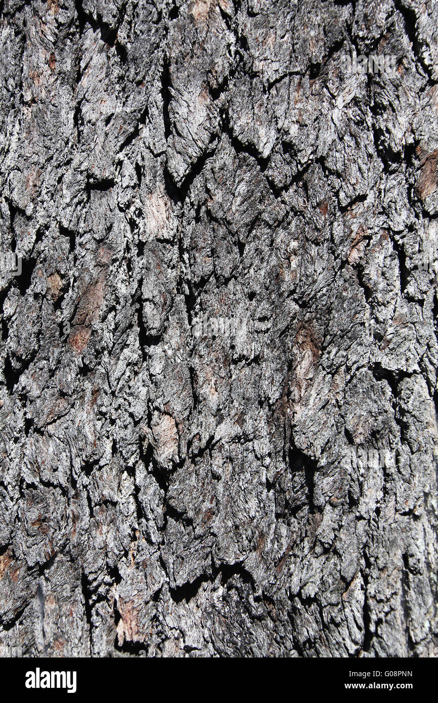 Bole bark stem trunk hi-res stock photography and images - Alamy