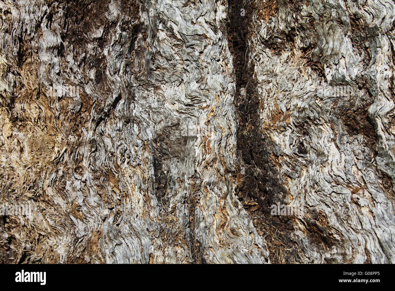 Bole bark stem trunk hi-res stock photography and images - Alamy