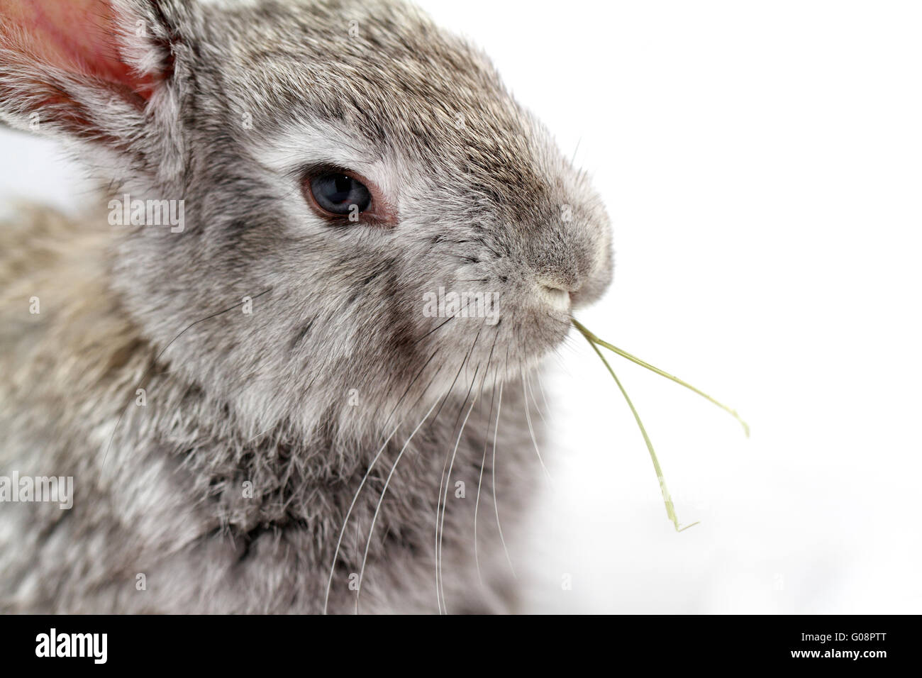 Cute gray rabbit isolated on white background Stock Photo - Alamy