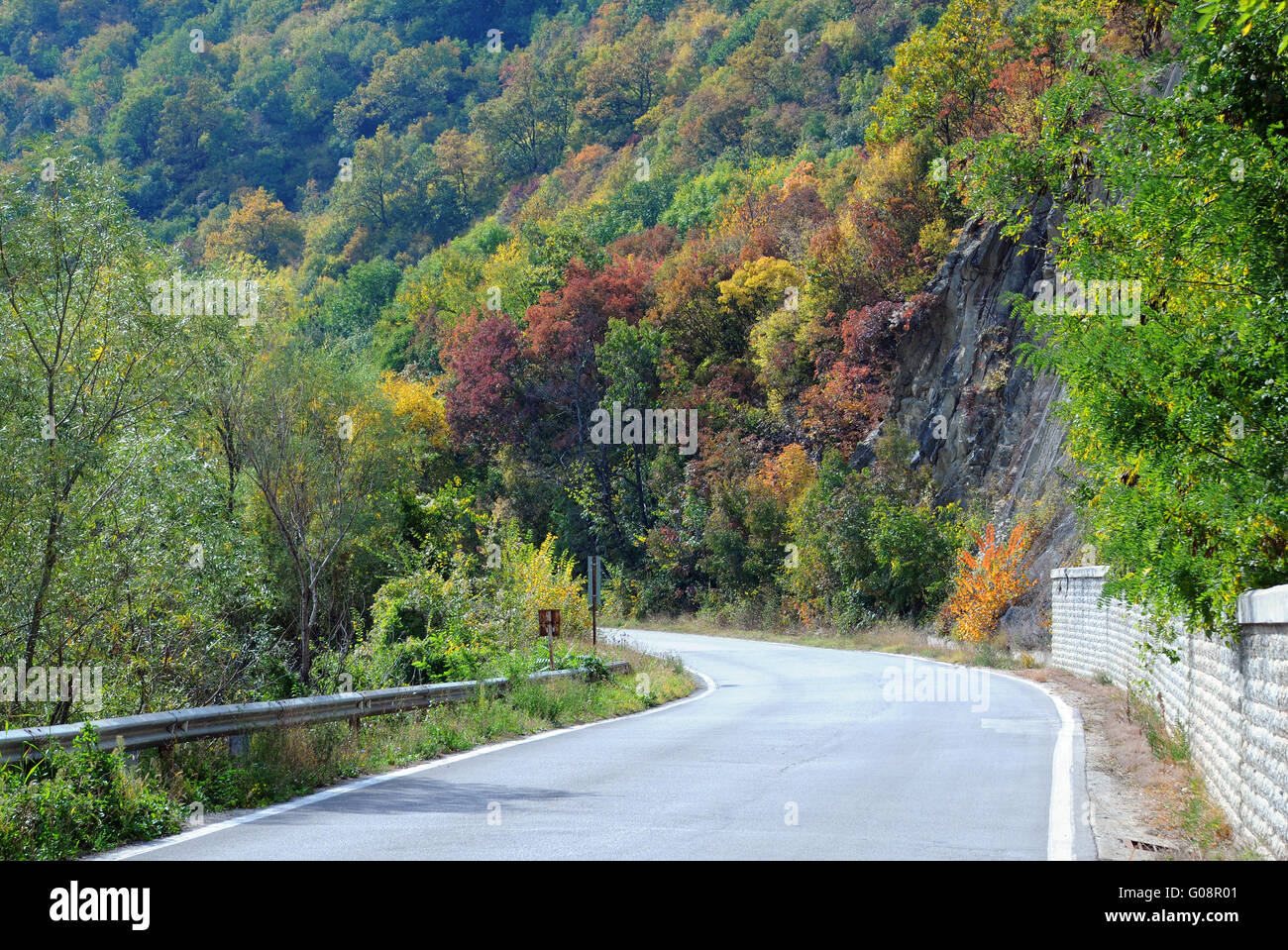 Shrub with twisted leaves hi-res stock photography and images - Alamy