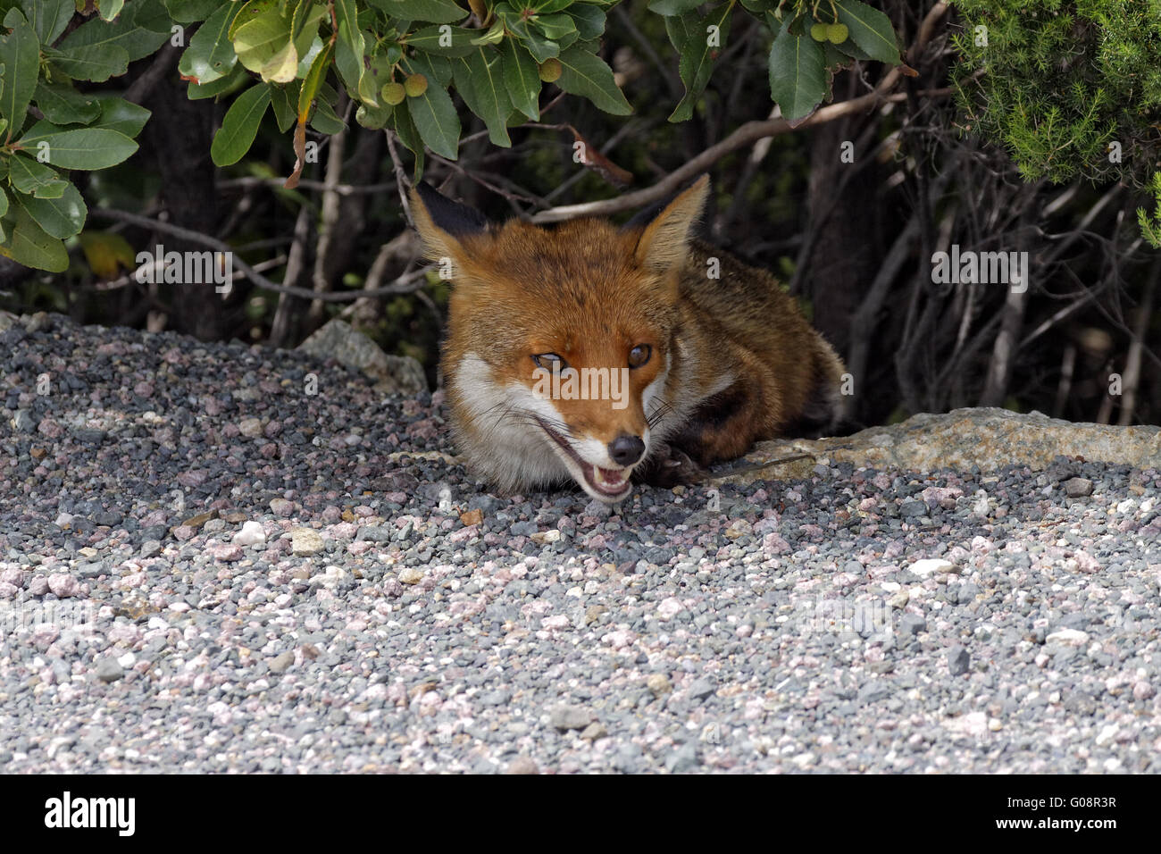 Red Fox (Vulpes vulpes) in the mountains, Corsica Stock Photo - Alamy
