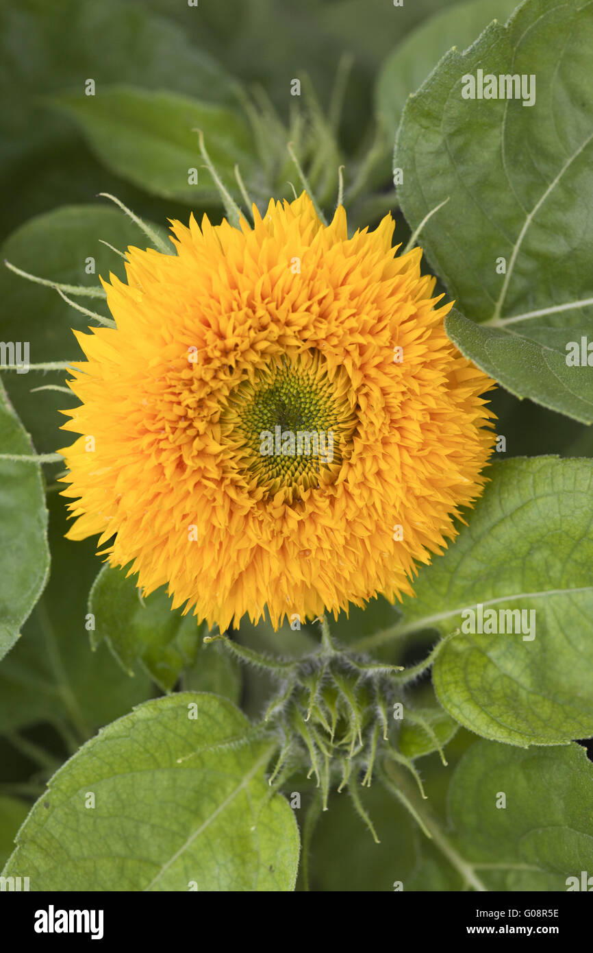 Teddy Bear Sunflower Stock Photo - Alamy