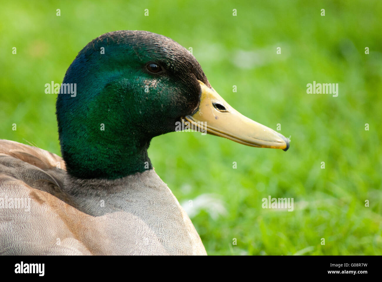 Nosy duck hi-res stock photography and images - Alamy