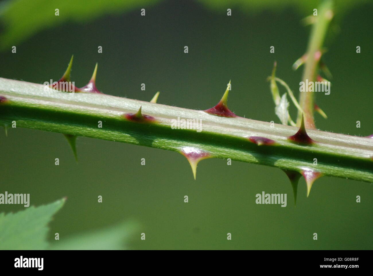 Rose spitz hi-res stock photography and images - Alamy