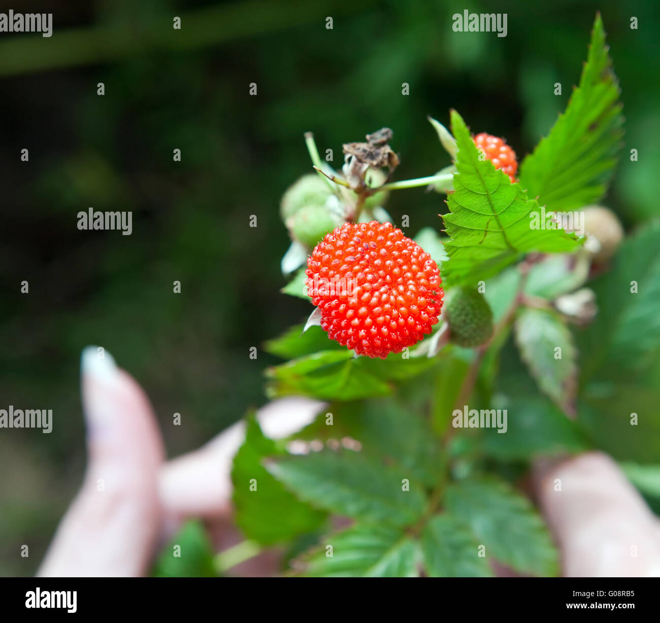 Ripe berry of a raspberry (Rubus) on a branch Stock Photo - Alamy
