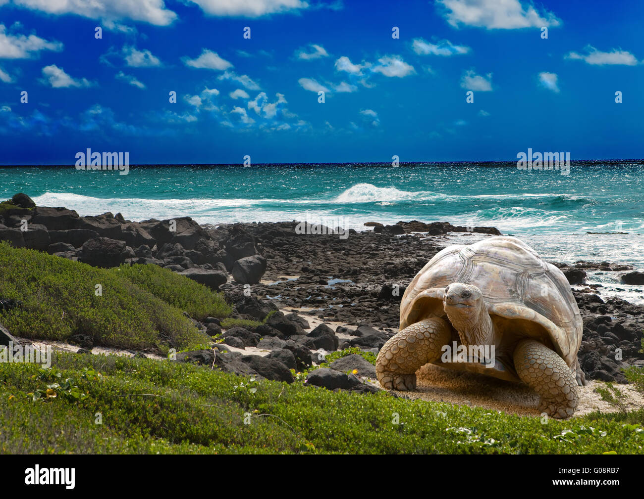 Large turtle at the sea edge on background Stock Photo - Alamy