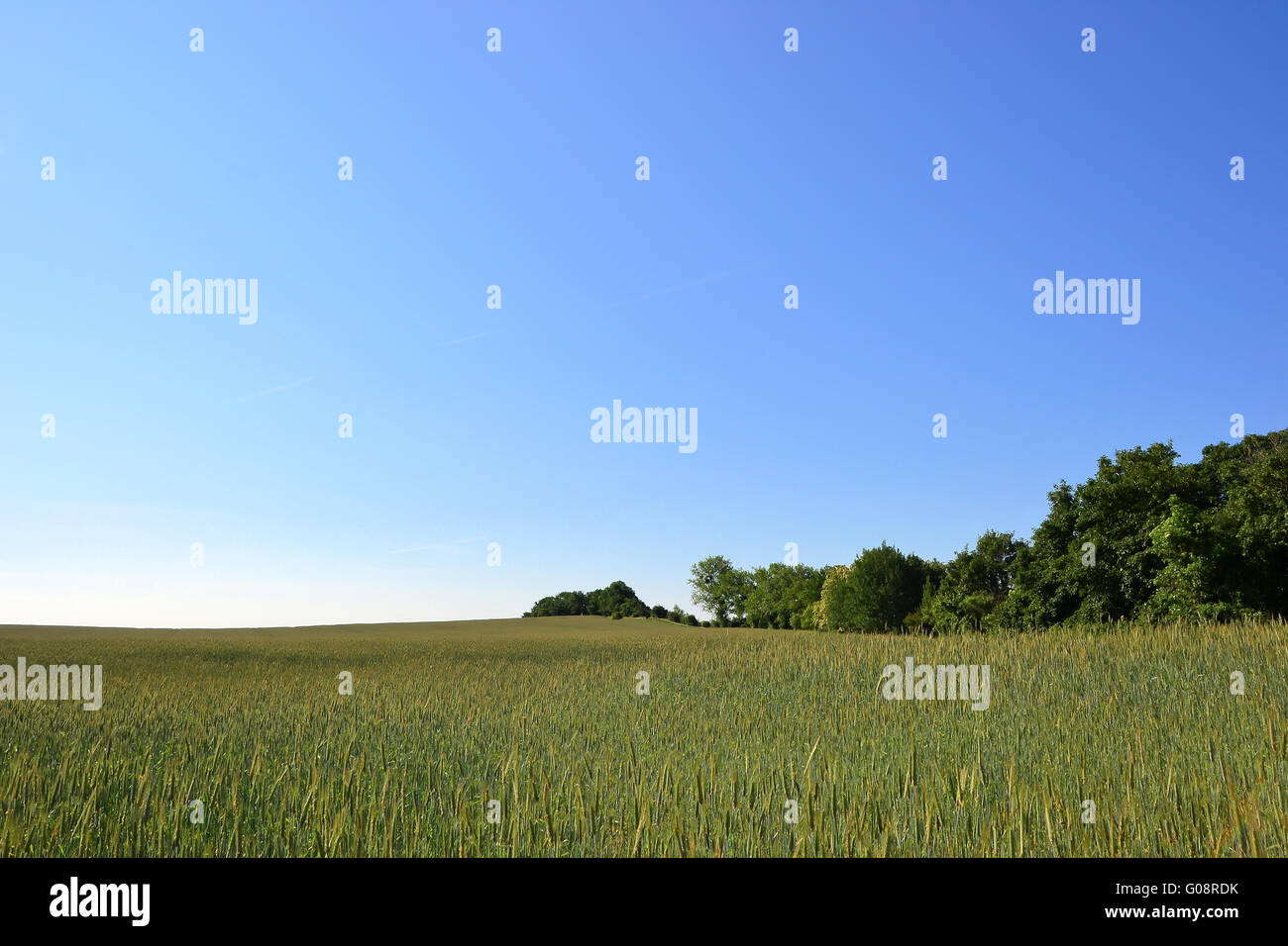 Barley tree hi-res stock photography and images - Alamy