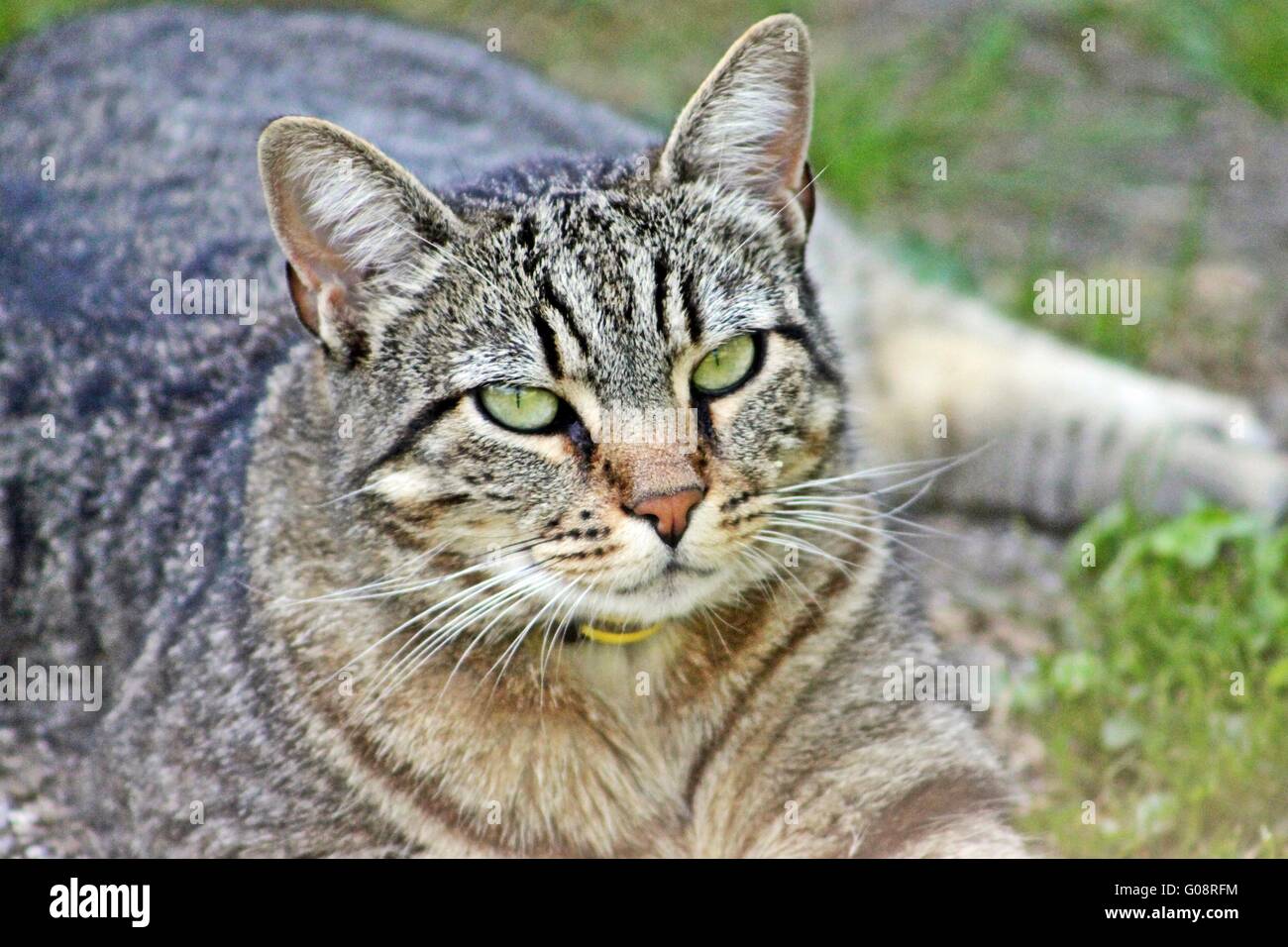 Cat mammals hi-res stock photography and images - Alamy
