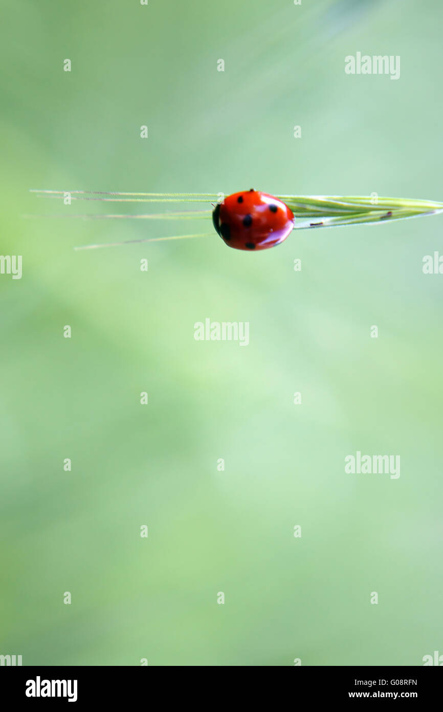 Insect perspective hi-res stock photography and images - Alamy