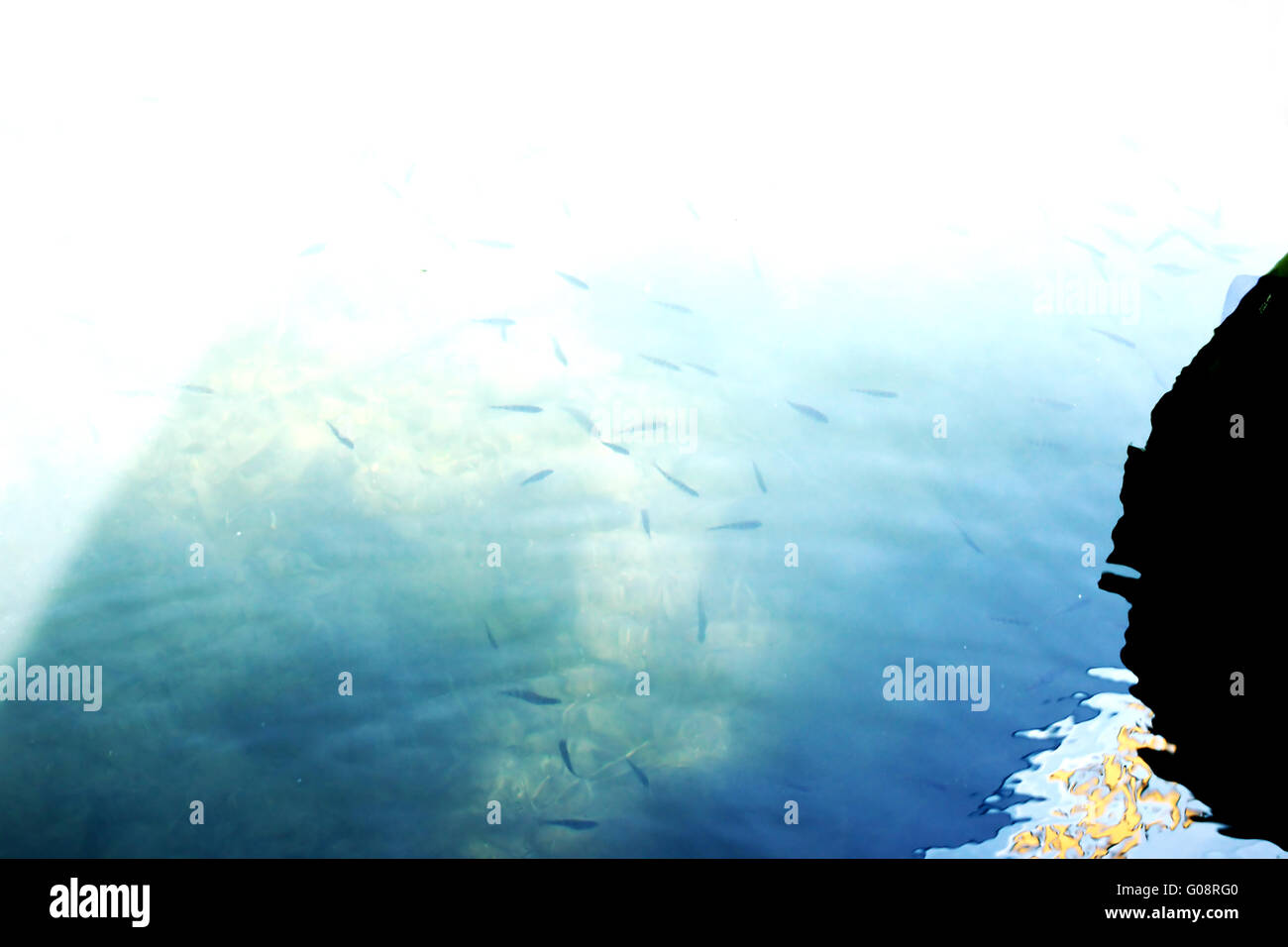 Fishes in backlight Stock Photo - Alamy