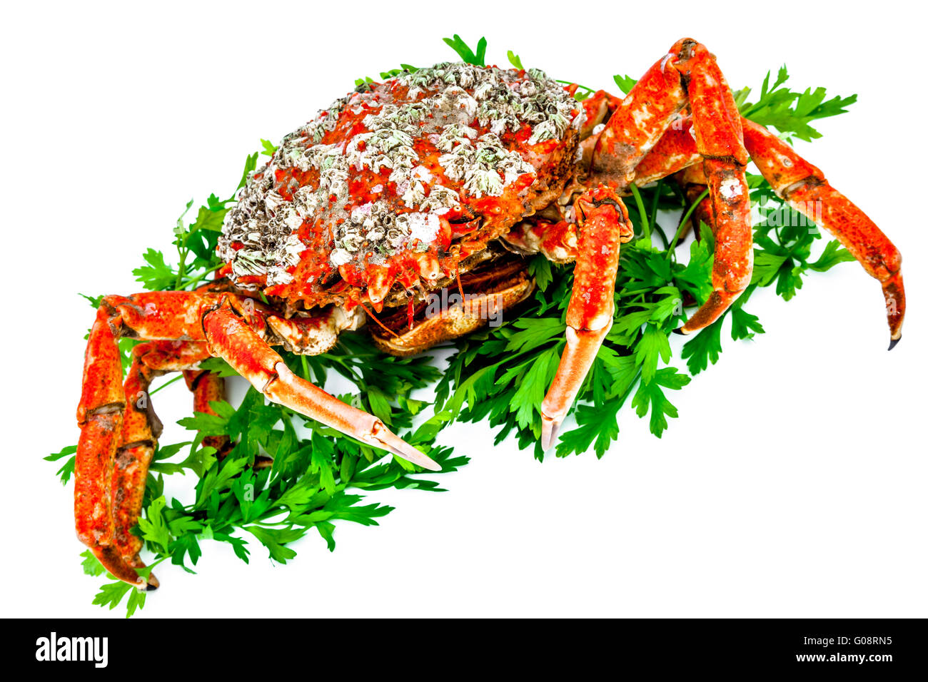 Boiled spider crab hi-res stock photography and images - Alamy