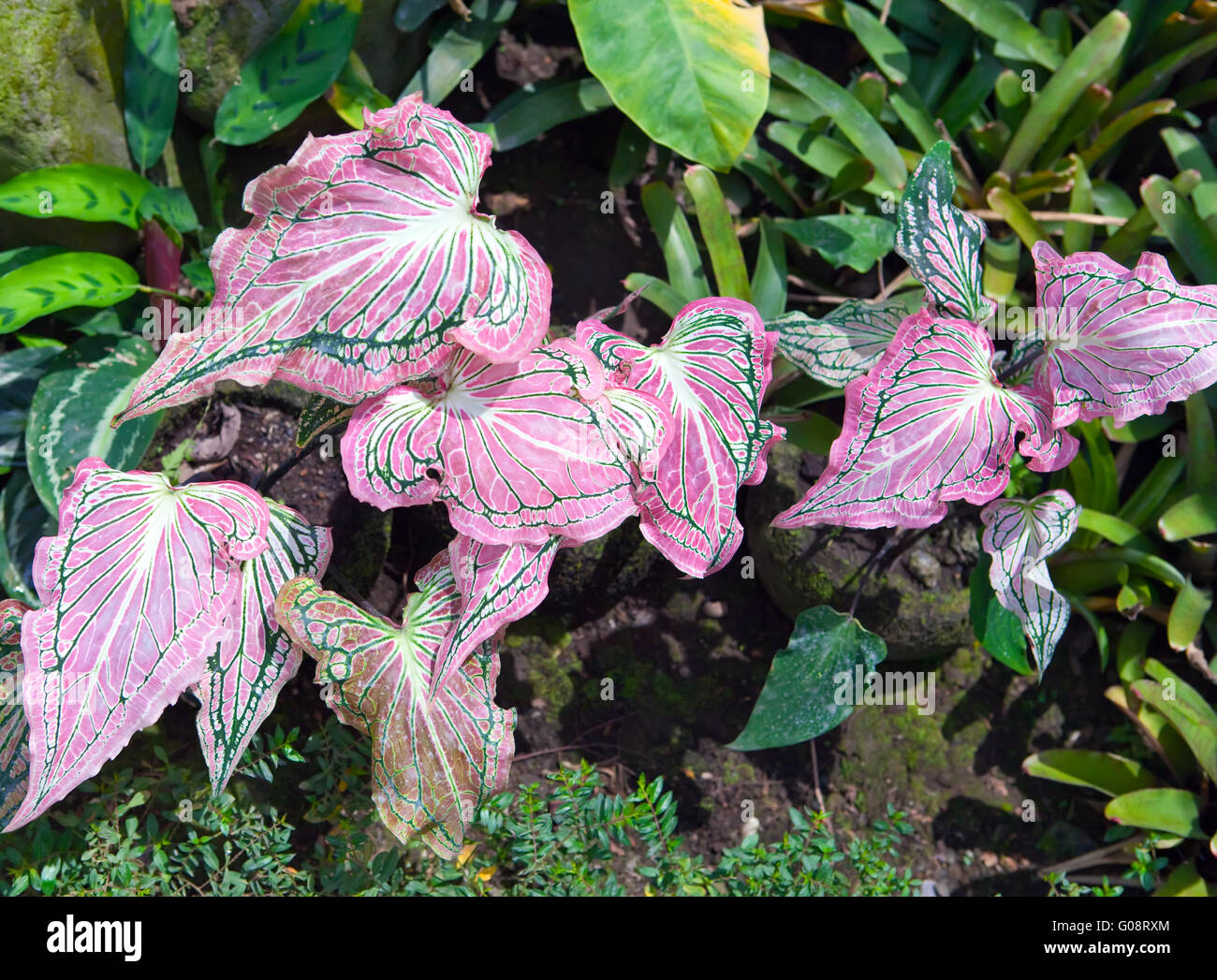 Caladium plant flower hi-res stock photography and images - Alamy