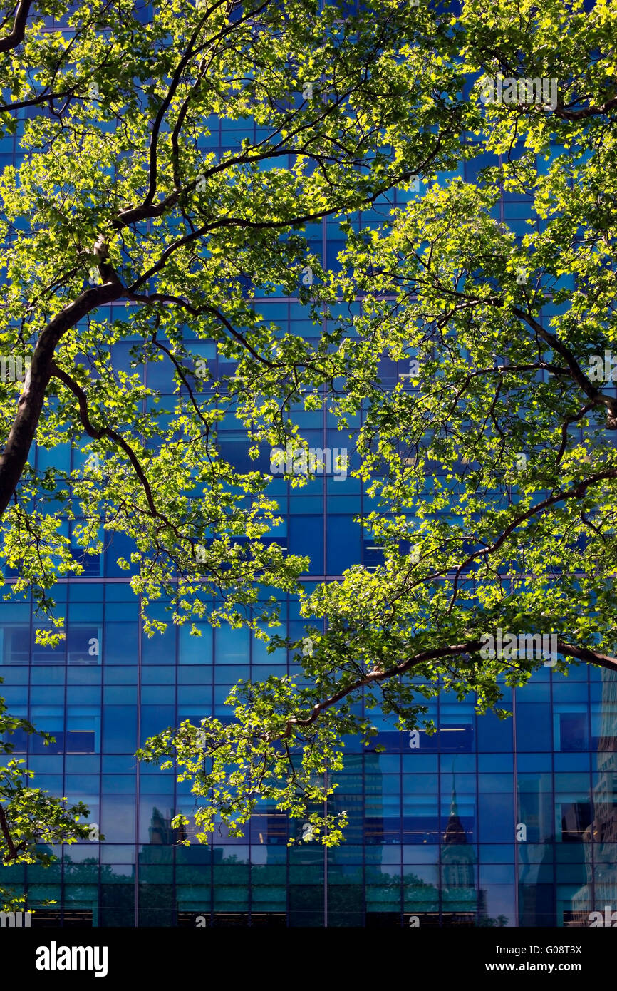 Spring blossoming trees on the background of office building Stock ...