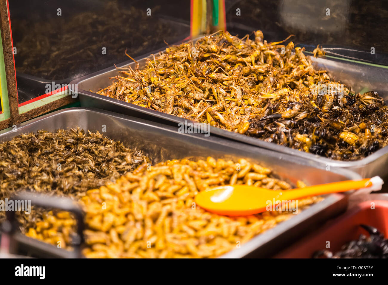Roasted insects hi-res stock photography and images - Alamy