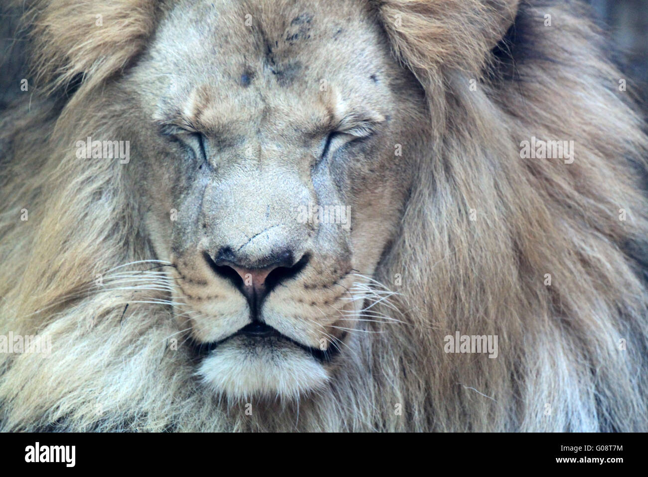 Portrait of big male lion winks Stock Photo - Alamy