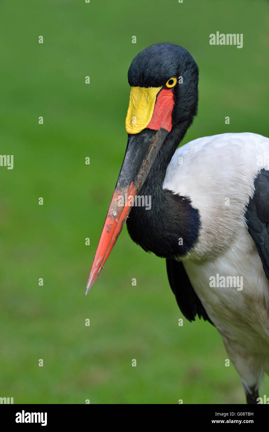 saddle billed stork Stock Photo - Alamy