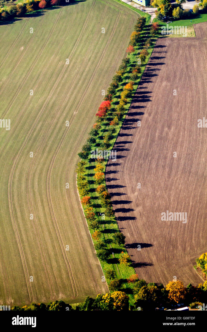 Line of trees in landscape Stock Photo - Alamy