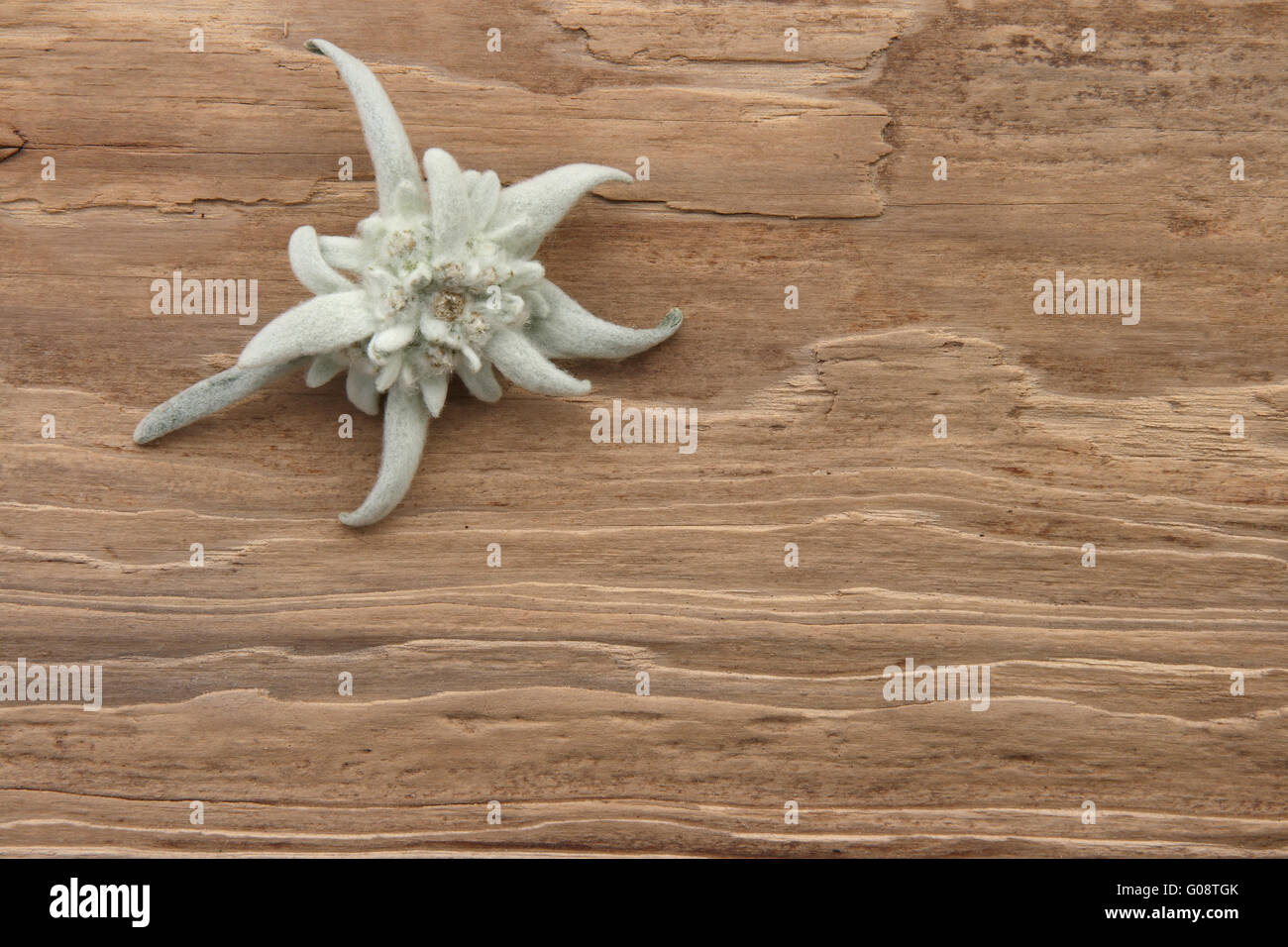 Wooden edelweiss hi-res stock photography and images - Alamy