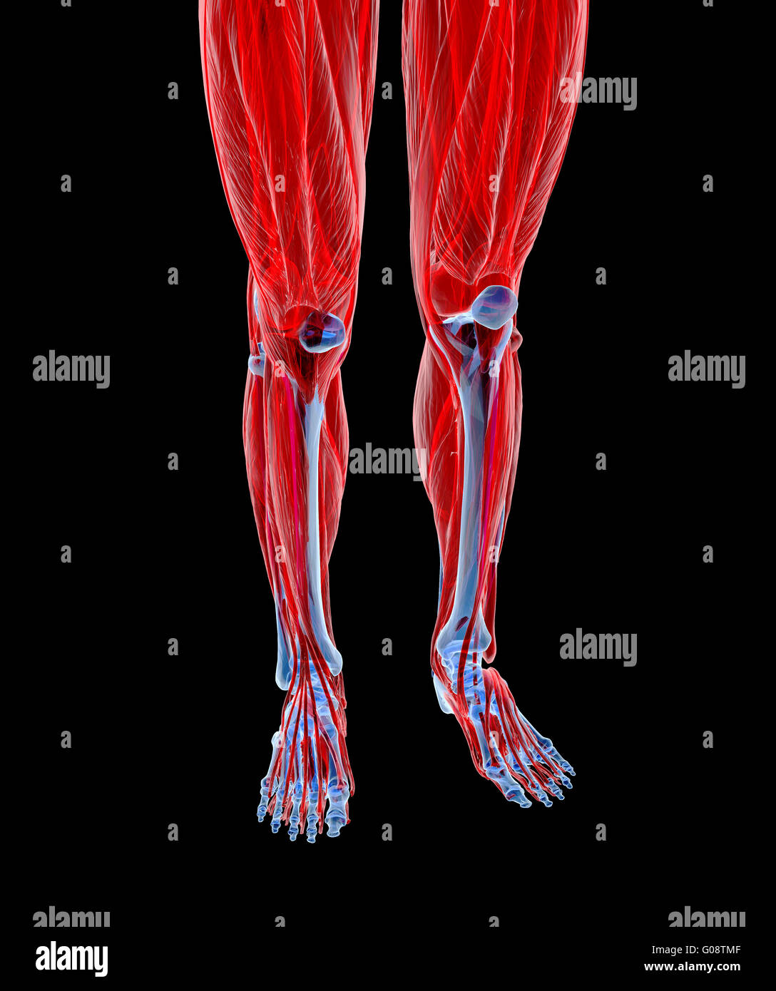 Human Anatomy Legs