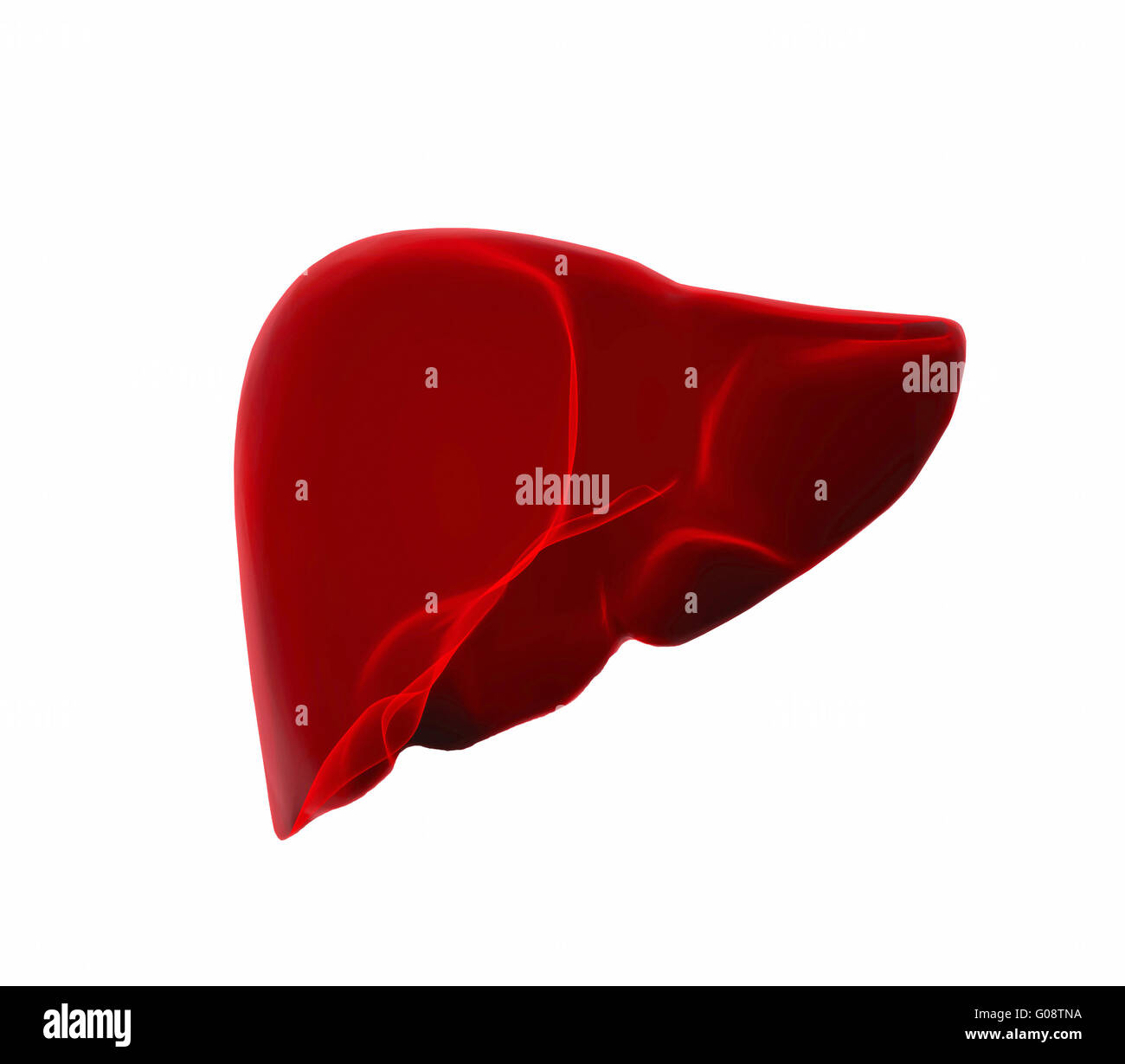 Anterior view human liver Cut Out Stock Images & Pictures - Alamy