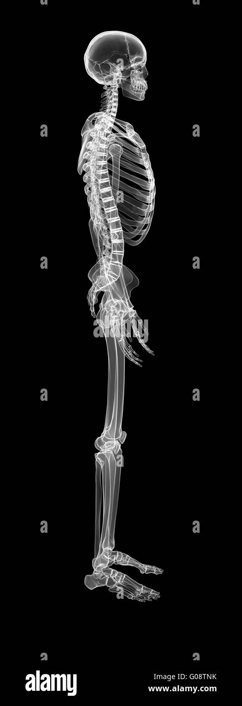 Human Skeleton Black and White Stock Photos & Images - Alamy