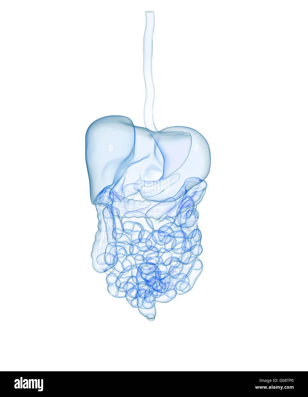 Human Anus High Resolution Stock Photography and Images - Alamy