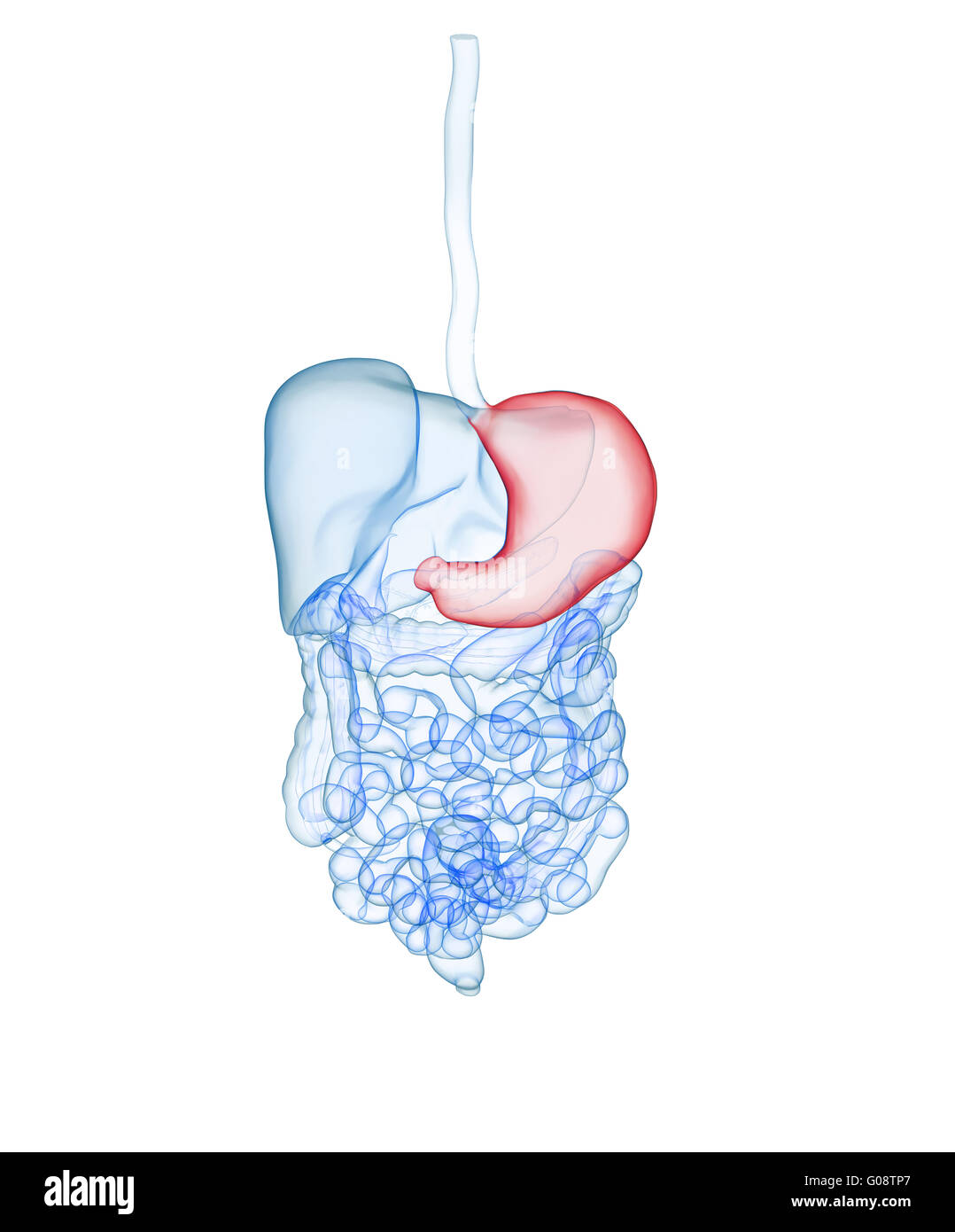 Human digestive System. Stomach Stock Photo - Alamy