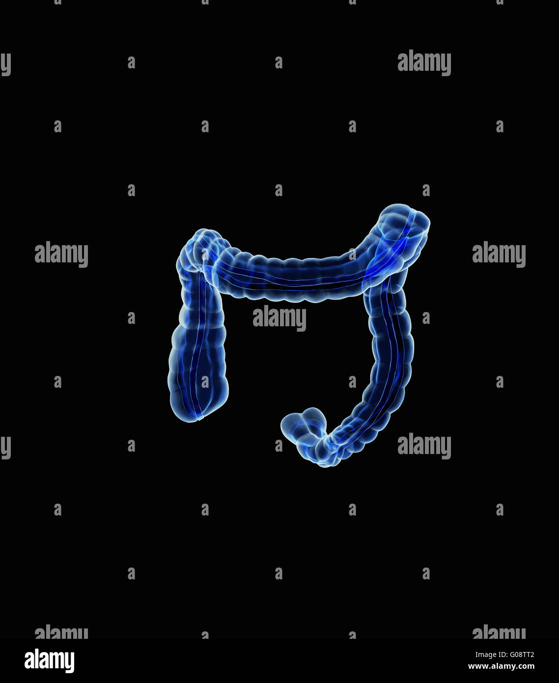 Human digestive System. Colon Stock Photo - Alamy