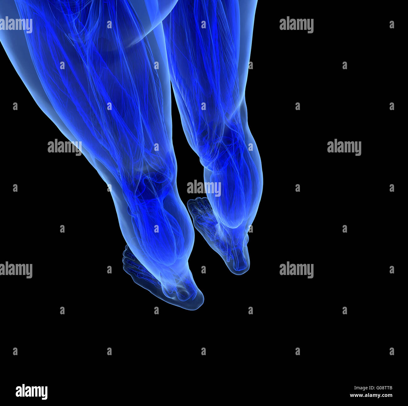 Anatomy of human Legs Stock Photo - Alamy