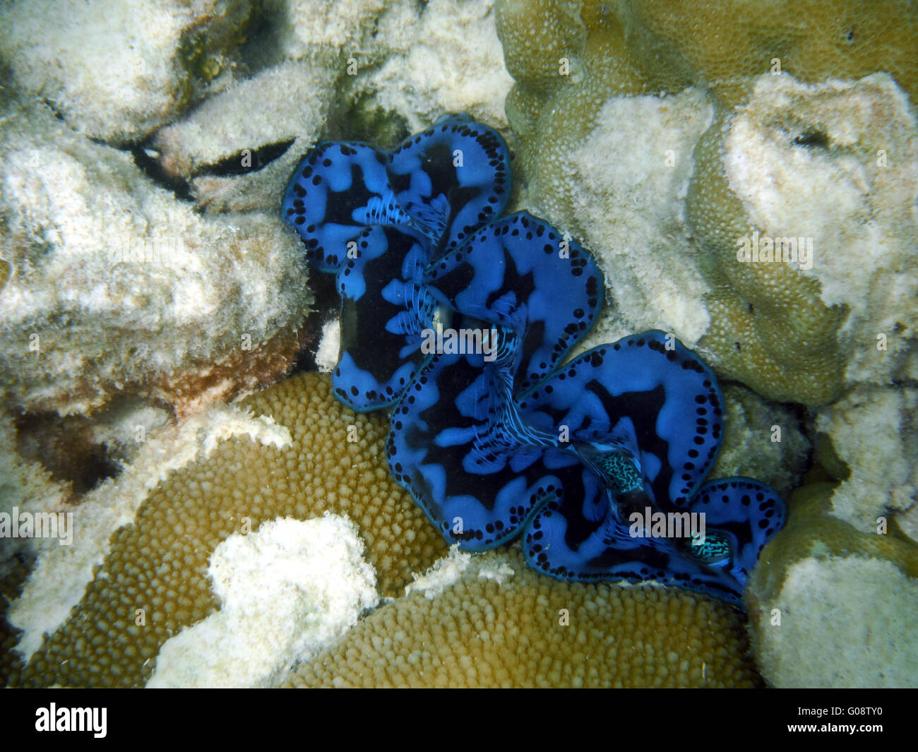 Fluted giant clam in Pacific Ocean, Kiritimati Island Stock Photo - Alamy
