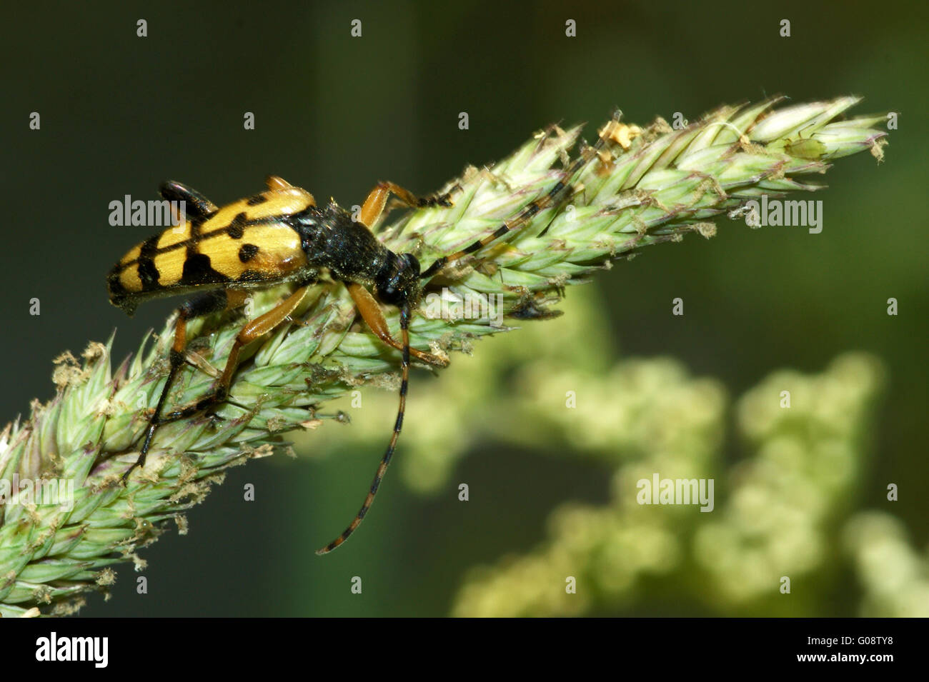 Black and yellow longhorn beetle hi-res stock photography and images ...
