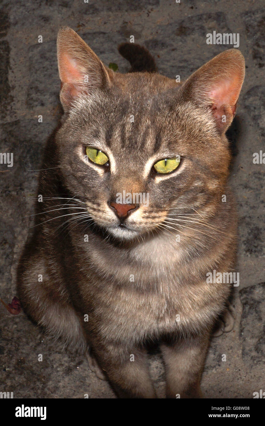 Cat and nature hi-res stock photography and images - Alamy