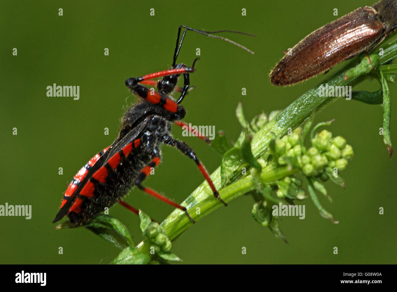 spined assassin bug Stock Photo - Alamy