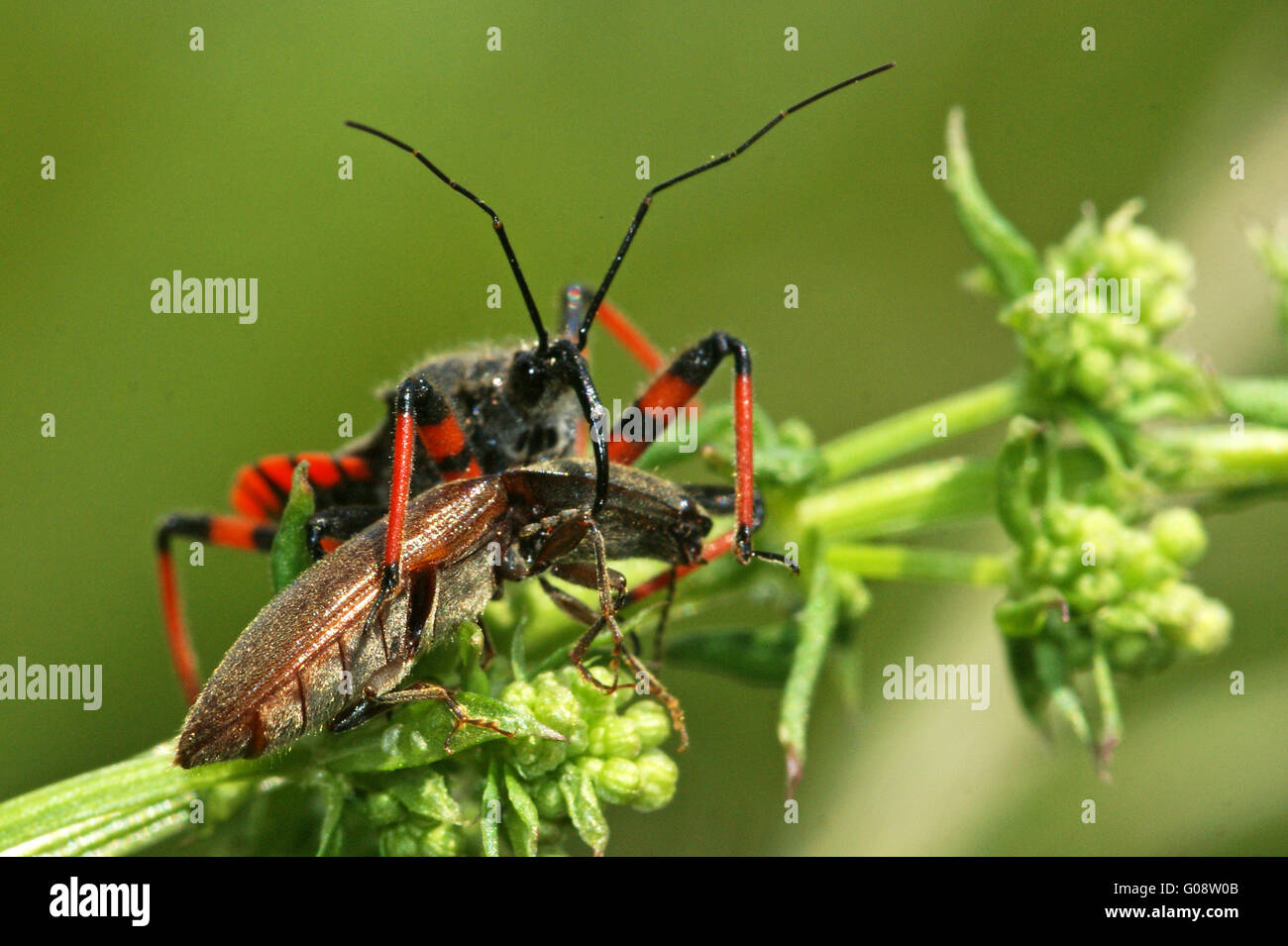spined assassin bug Stock Photo - Alamy