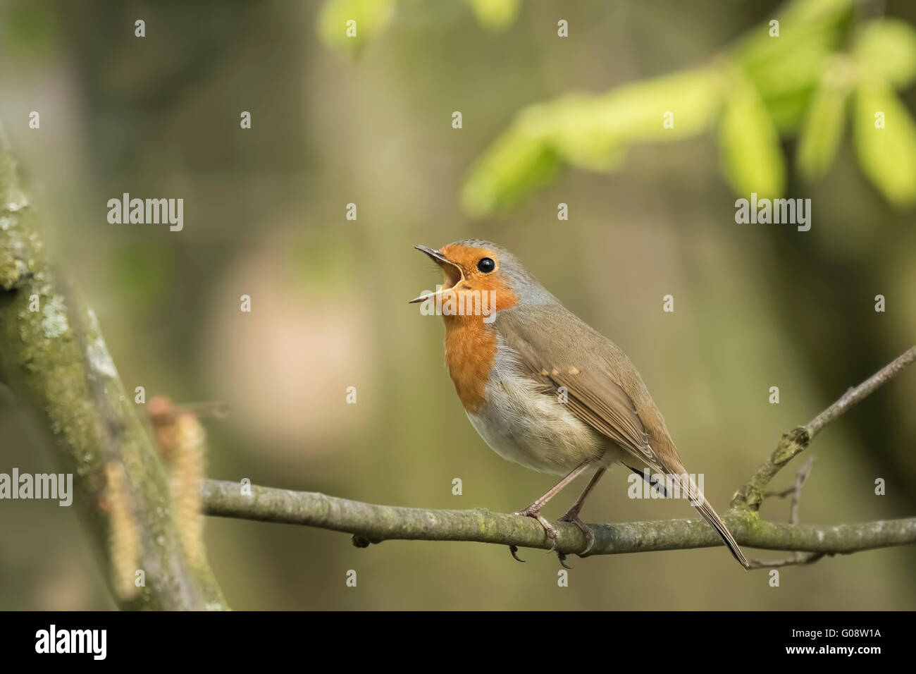 Closeup robin hi-res stock photography and images - Alamy