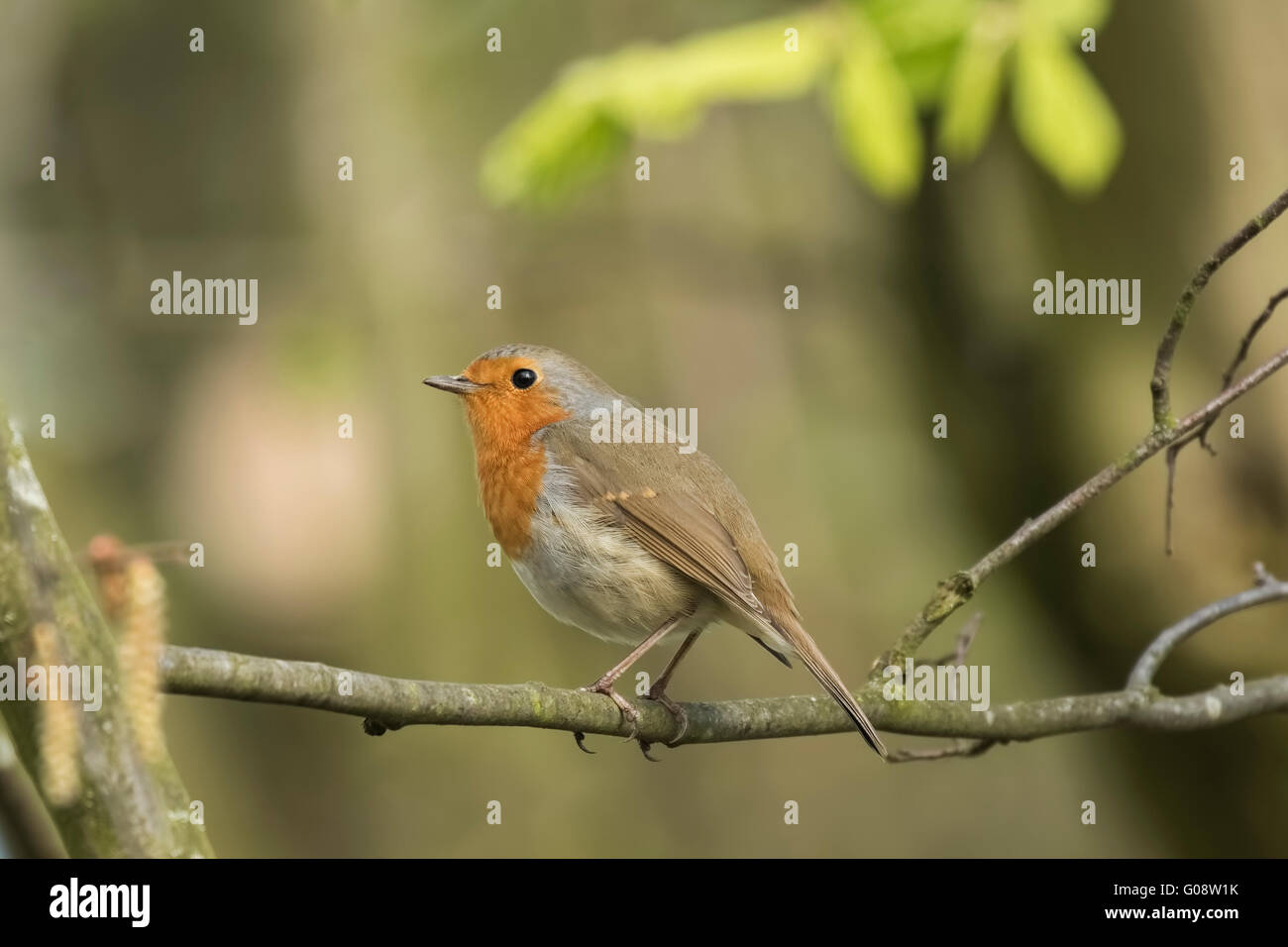 European robin (Erithacus rubecula) bird singing in a forest on mating ...