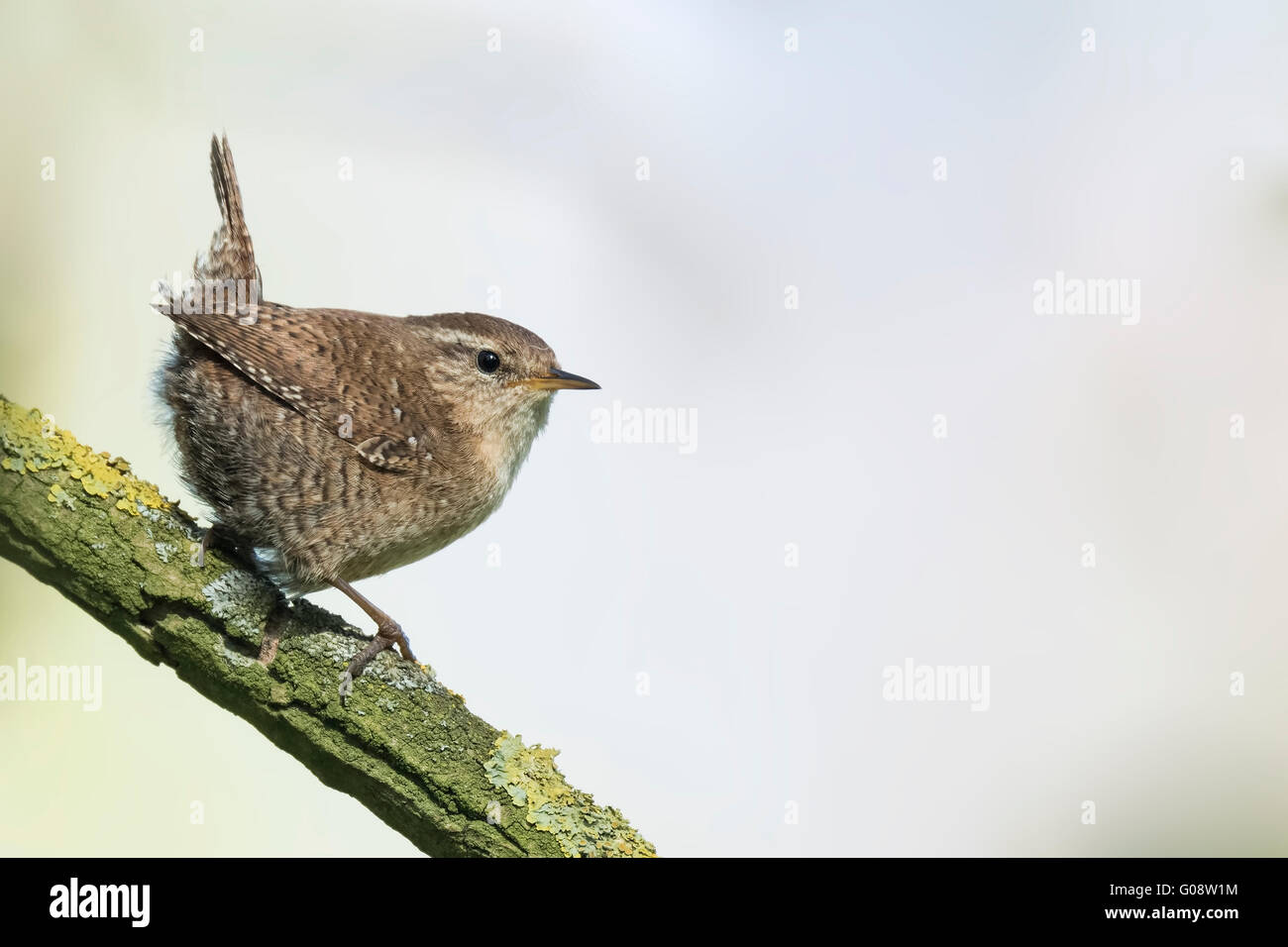 Troglodytes troglodytes branch hi-res stock photography and images - Alamy