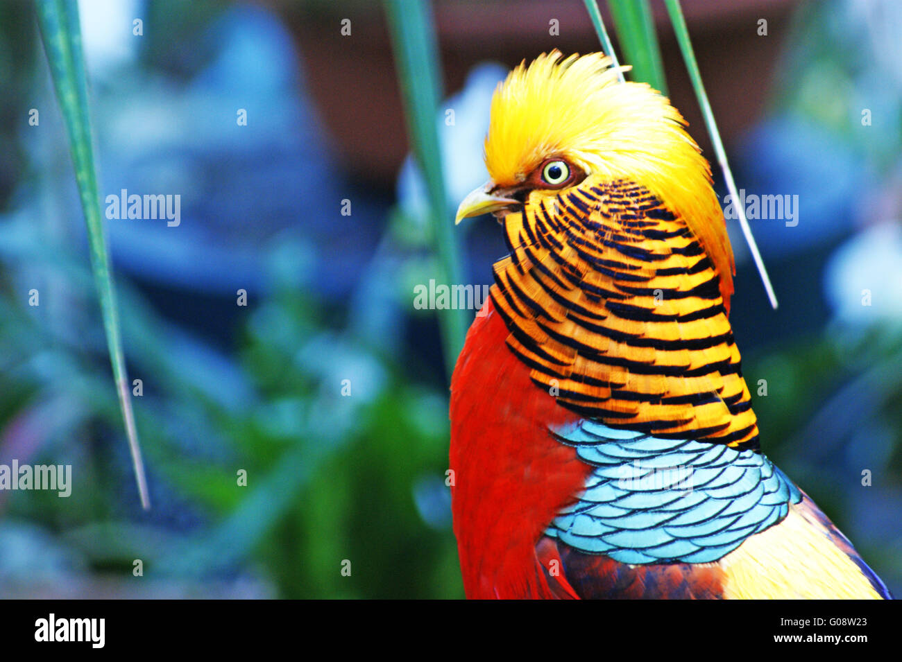 Living thing bird hi-res stock photography and images - Alamy