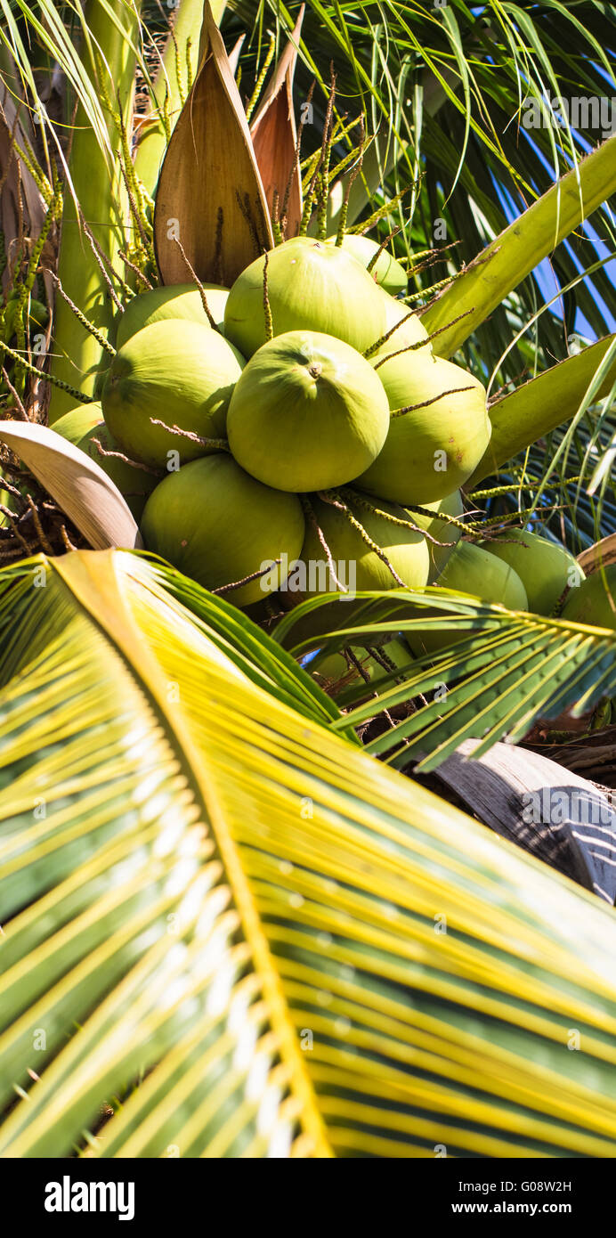 Green Coconut on Coconut Tree, Closeup, Vertical s Stock Photo - Alamy