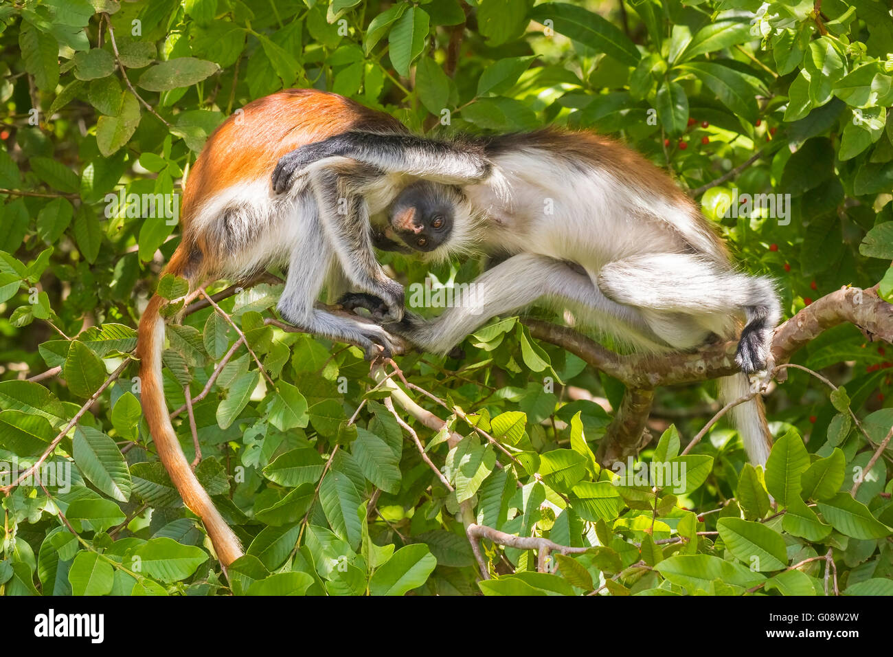 Monkey fight hi-res stock photography and images - Alamy