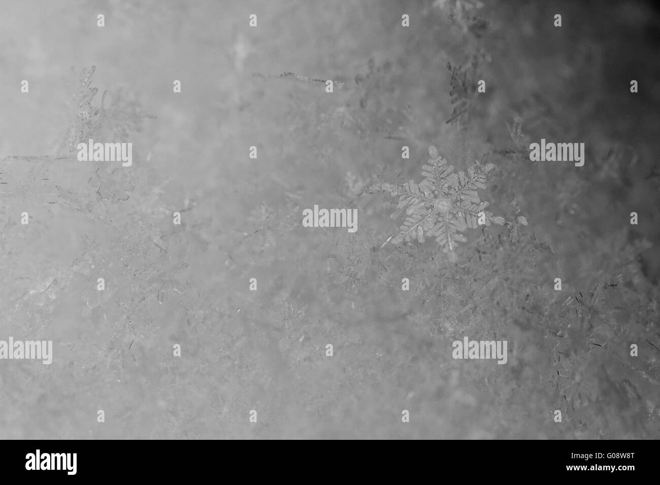 Still life snow flake crystals hi-res stock photography and images - Alamy