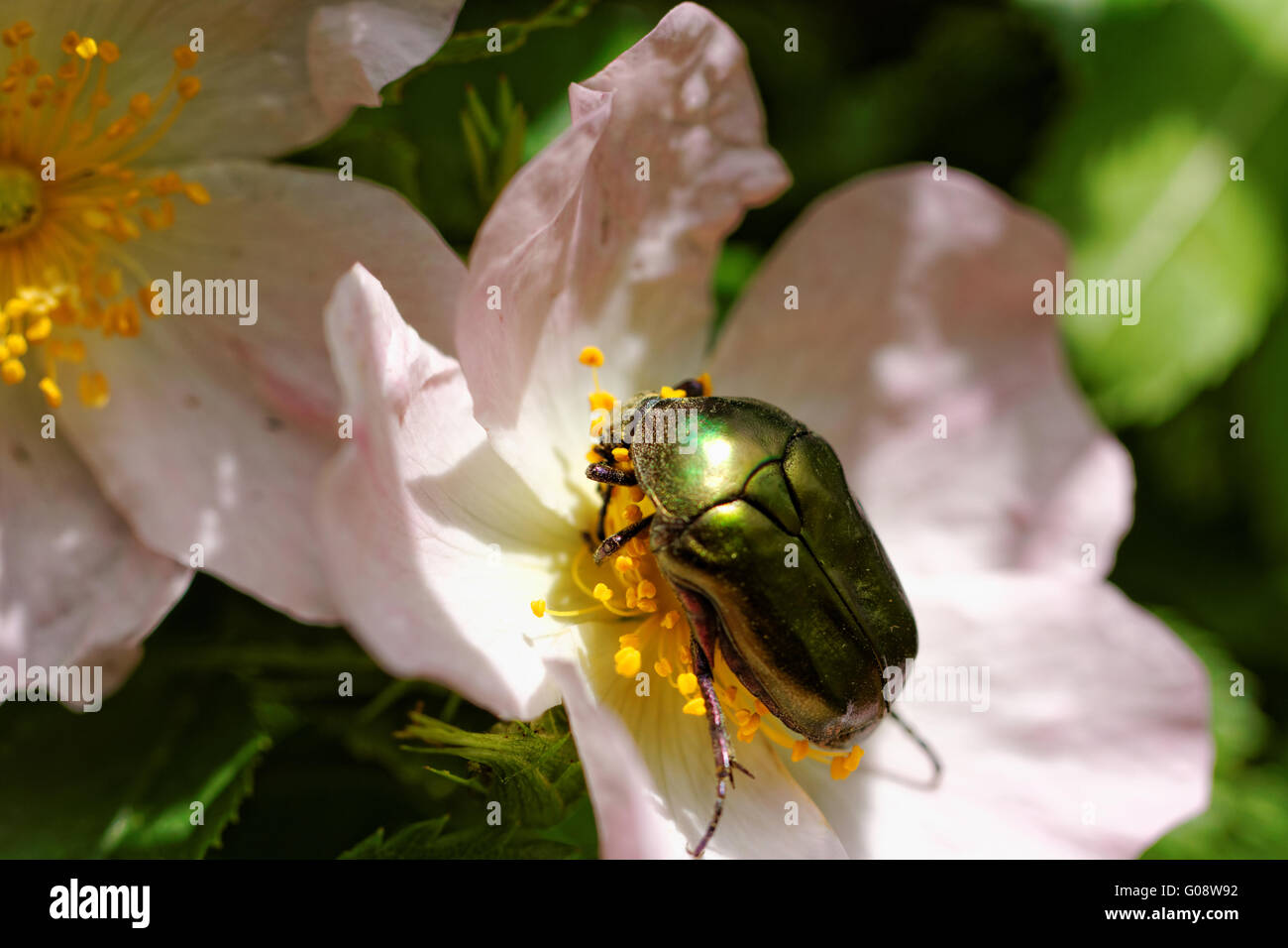 close up about copper flower beetle on flower (Protaetia fieberi Stock ...