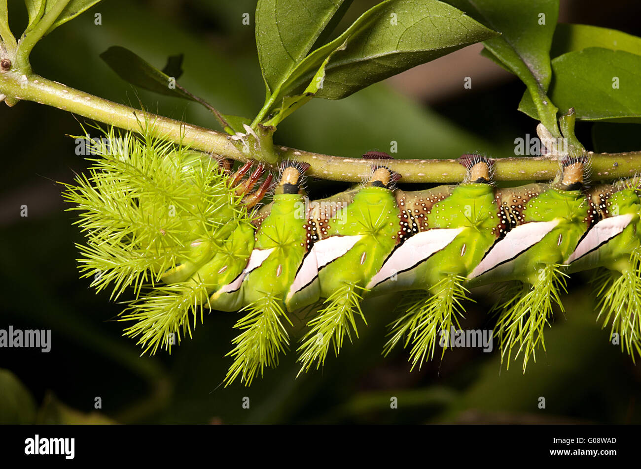 Lo moth hi-res stock photography and images - Alamy